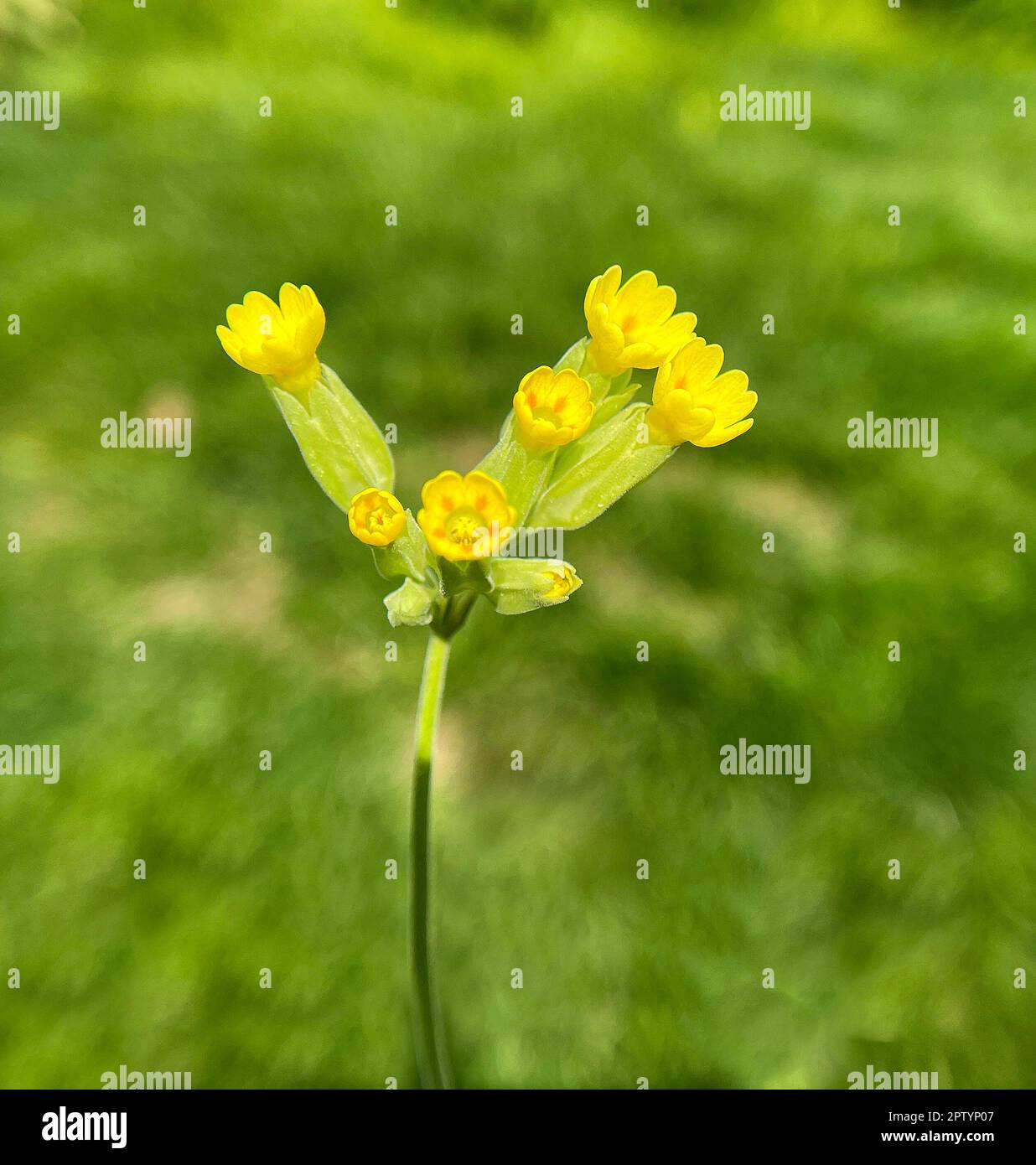 Schluesselblume, Primula veris, officinalis, ist eine Heilpflanze mit ...