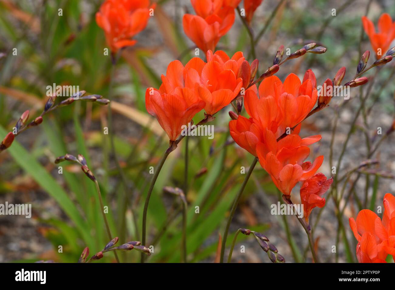 Tritonia crocata hi-res stock photography and images - Alamy