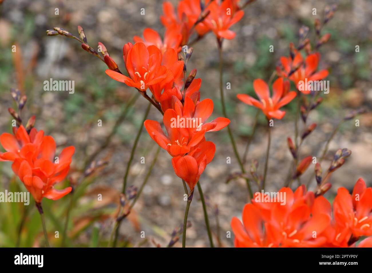 Tritonie, Tritonia crocata, ist ein Schwertliliengewaechse mit einer ...