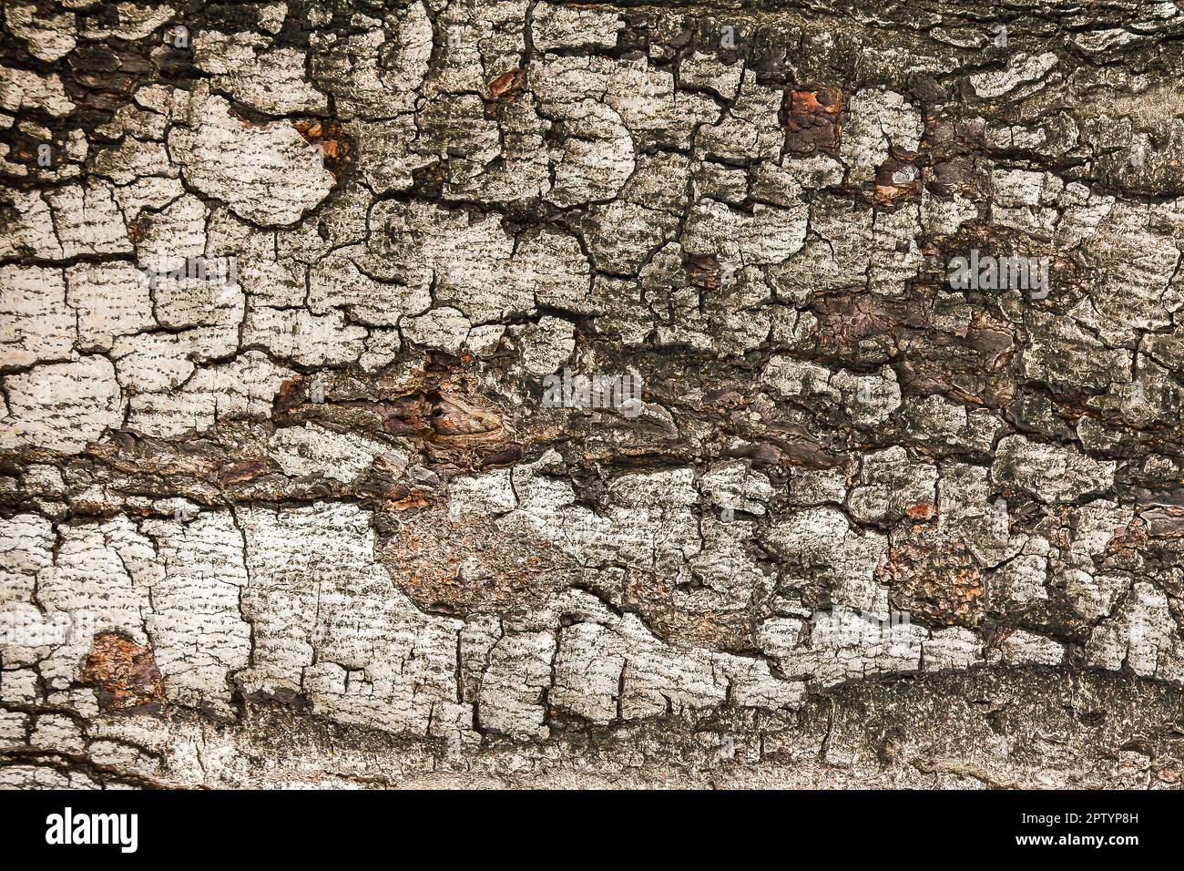 The bark of the tree is dry in nature Stock Photo - Alamy