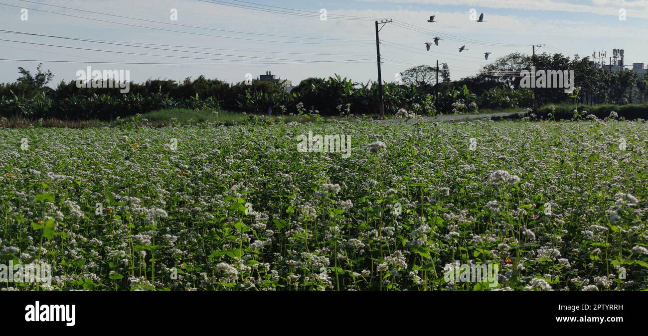 The sunny view of beautiful Buckwheat flowers, Dayuan, Taoyuan, Taiwan ...