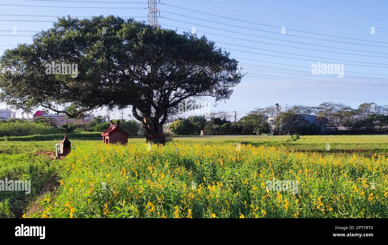 The Sunny view of the traditional Tak Chi temple in Taoyuan ...