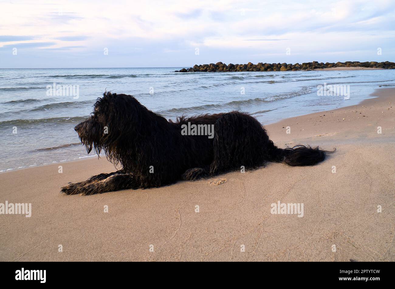 Goldendoodle is lying on the beach by the sea and ready to play. Waves ...