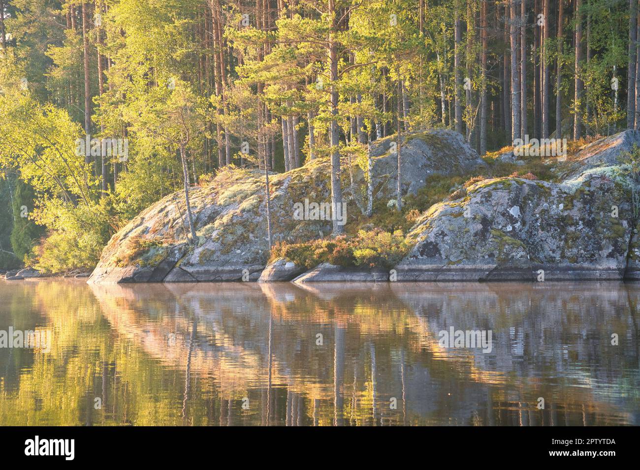 Stone rocks with conifers by the lake in Sweden in Smalland. Wild ...