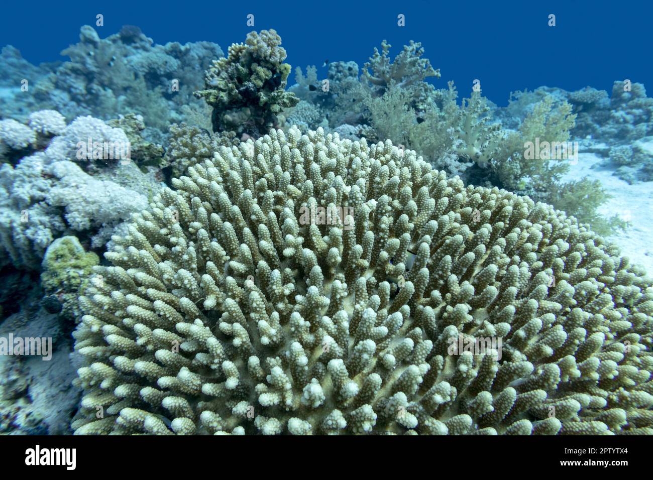 Coral reef with great Acropora coral (Scleractinia) at the bottom of ...