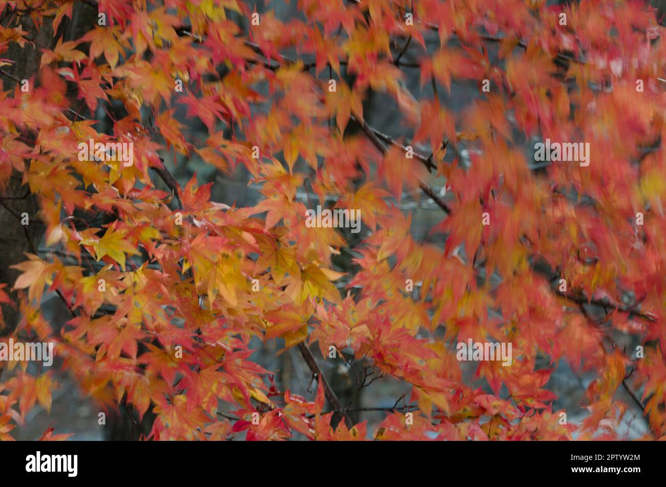 Japanese maple Acer palmatum moving by the wind. Nikko National Park ...