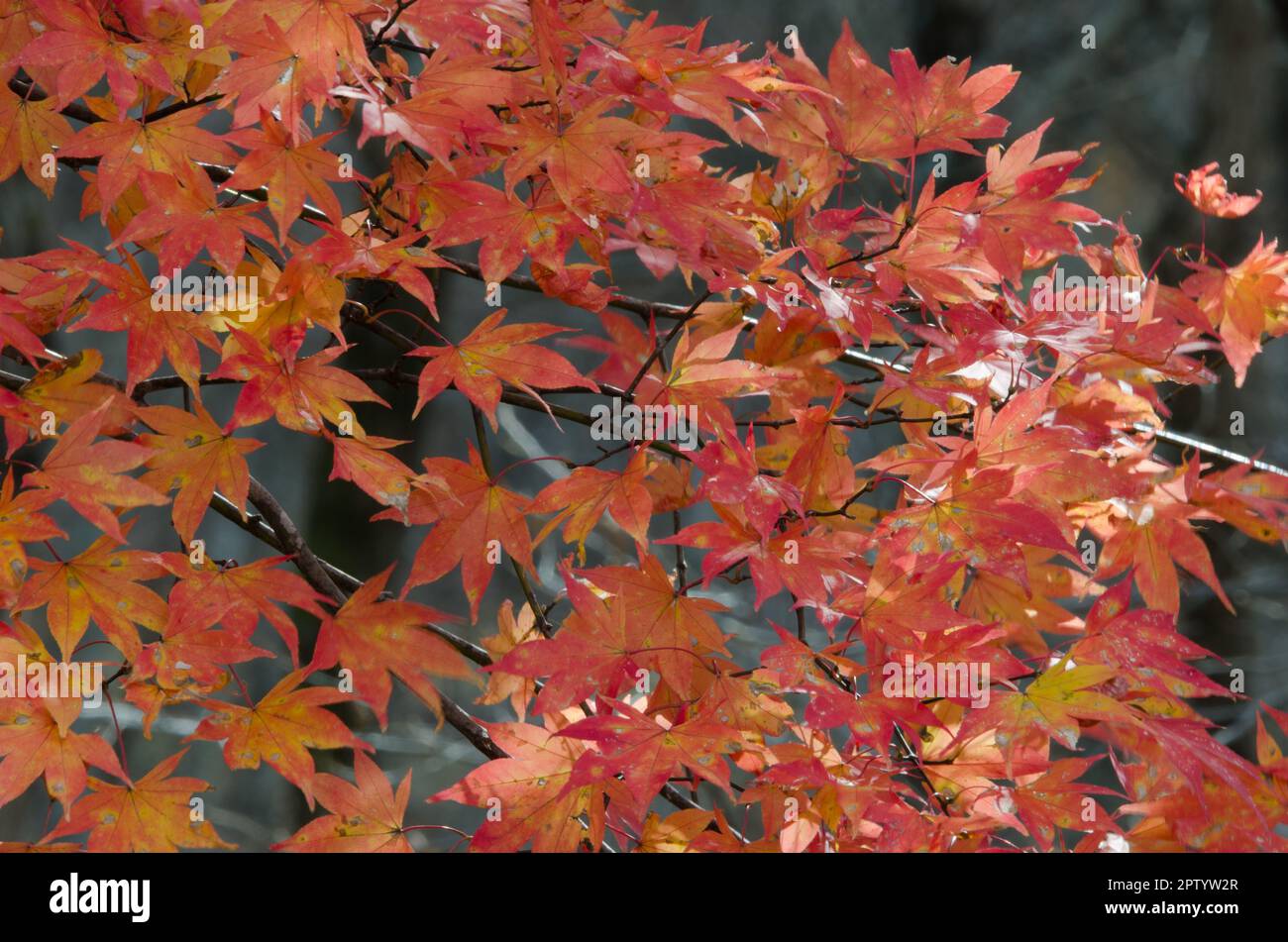 Foliage of a Japanese maple Acer palmatum. Nikko National Park. Tochigi ...
