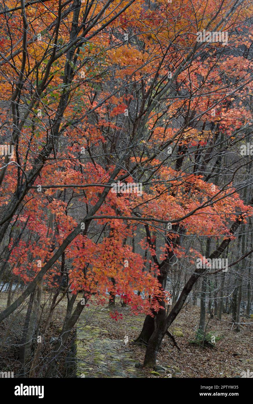 Forest with a Japanese maple Acer palmatum. Nikko National Park ...
