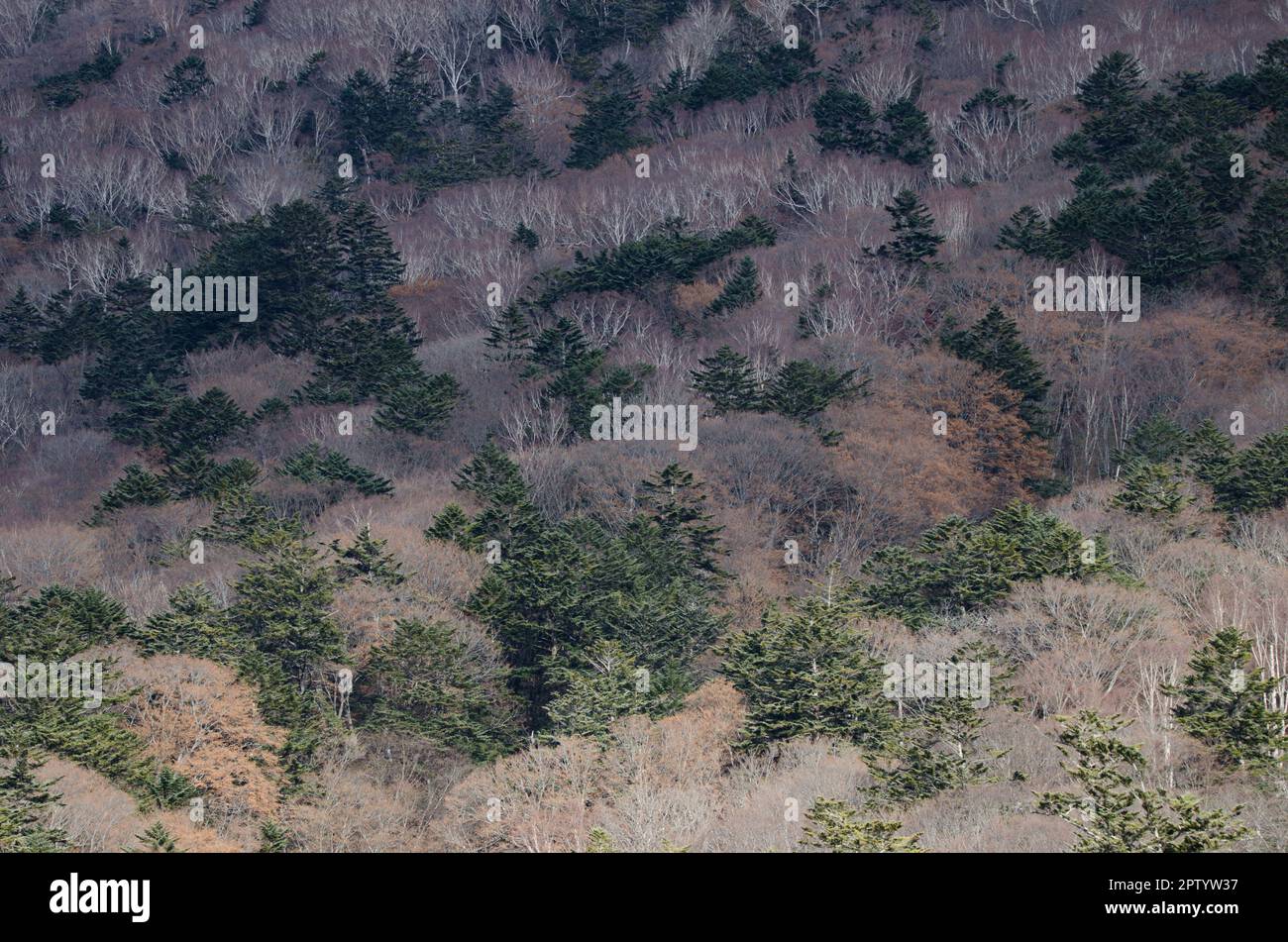 Mixed forest in the Nikko National Park. Tochigi Prefecture. Japan ...