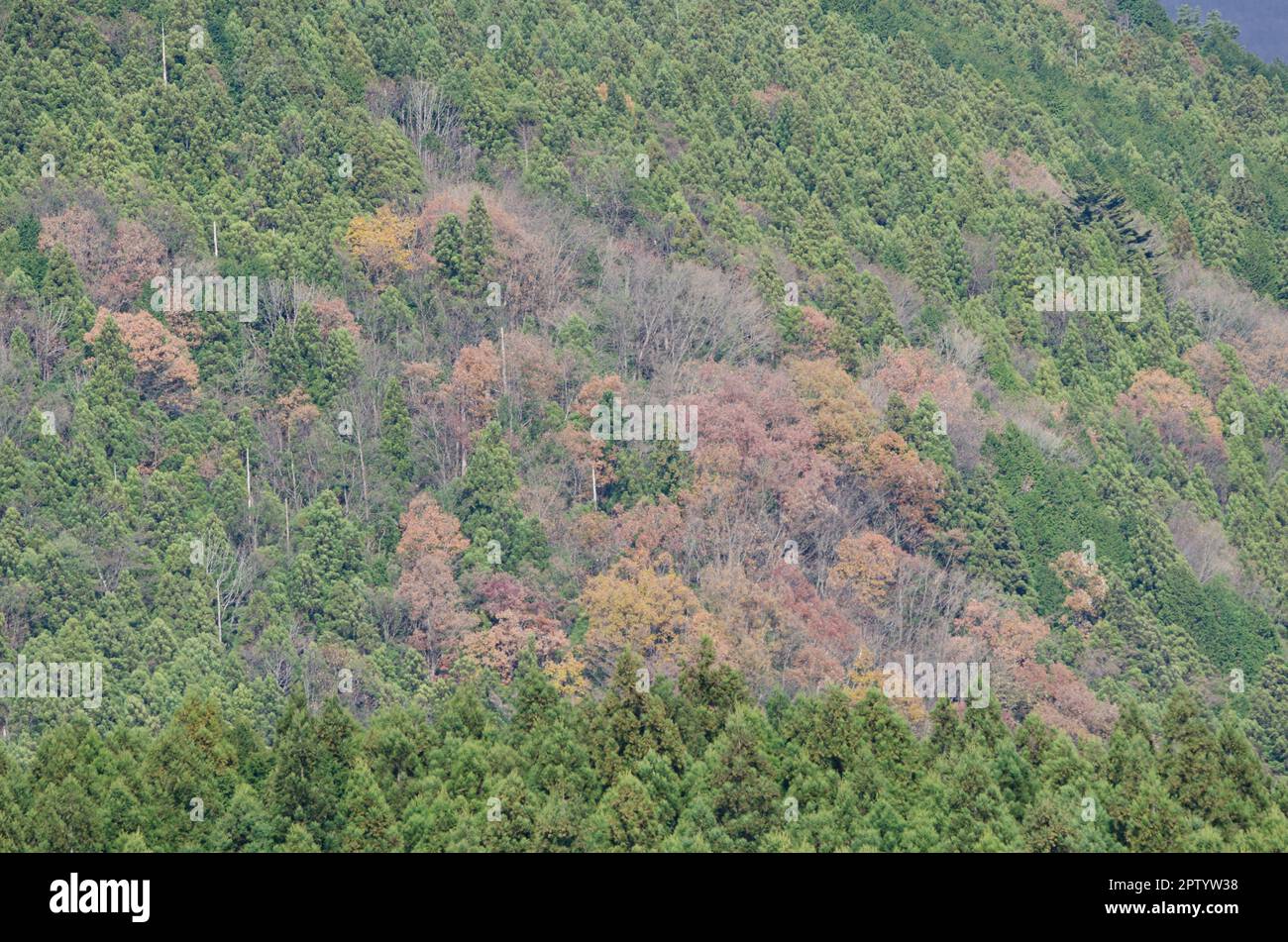 Mixed forest in the Nikko National Park. Tochigi Prefecture. Japan ...
