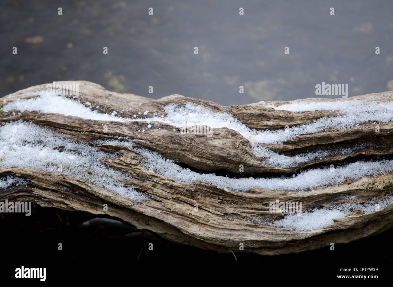 Fallen tree trunk covered with frost. Nikko National Park. Tochigi ...