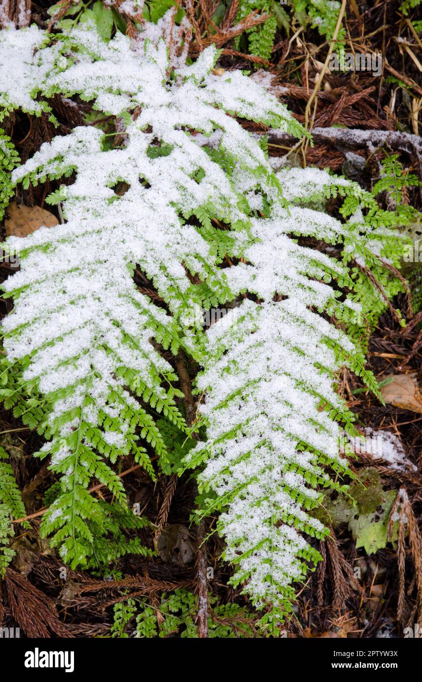 Asian saber ferns Polystichum neolobatum covered with snow. Joshinetsu ...