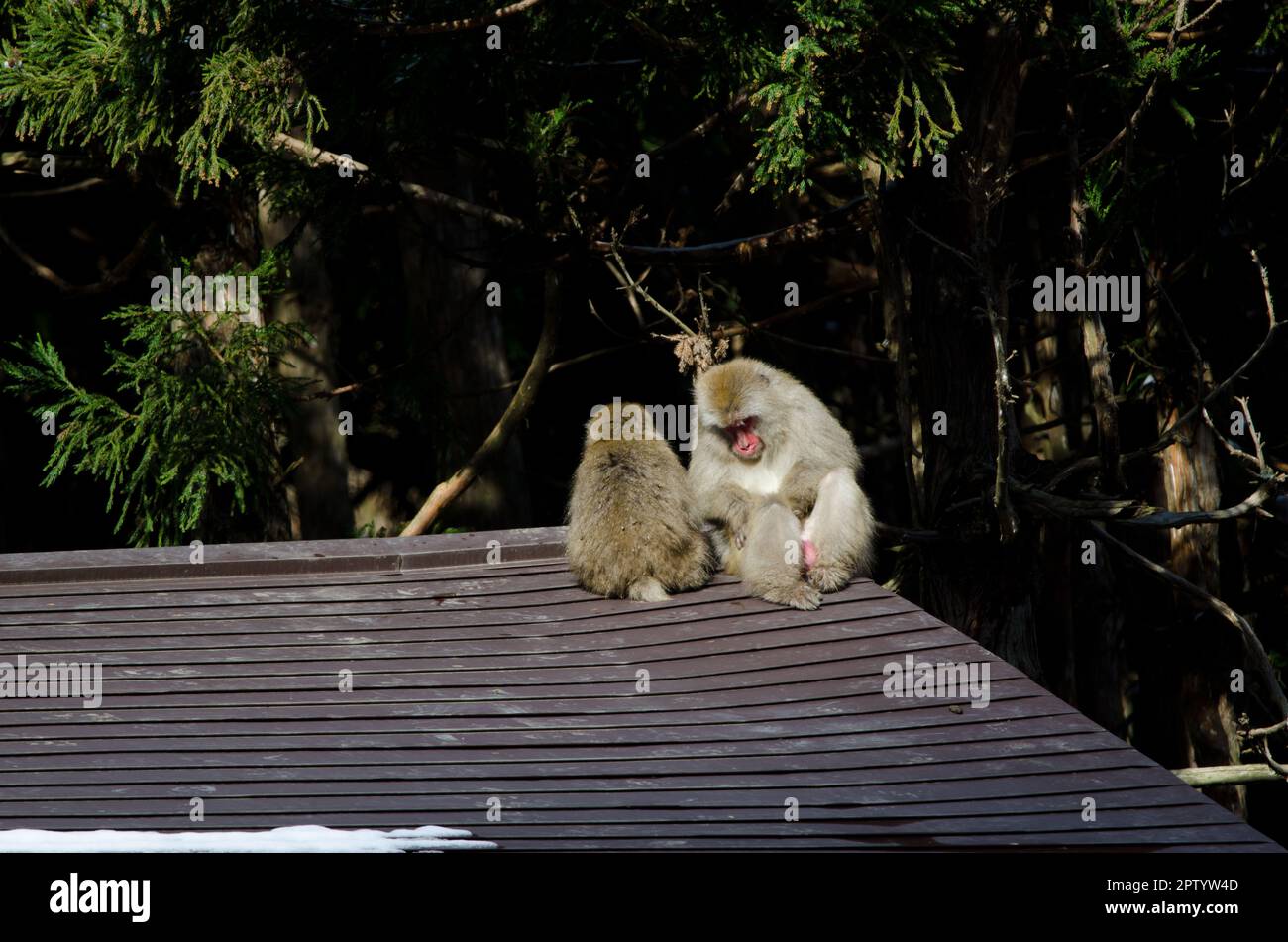 Pair of Japanese macaques Macaca fuscata on a roof. Jigokudani Monkey ...
