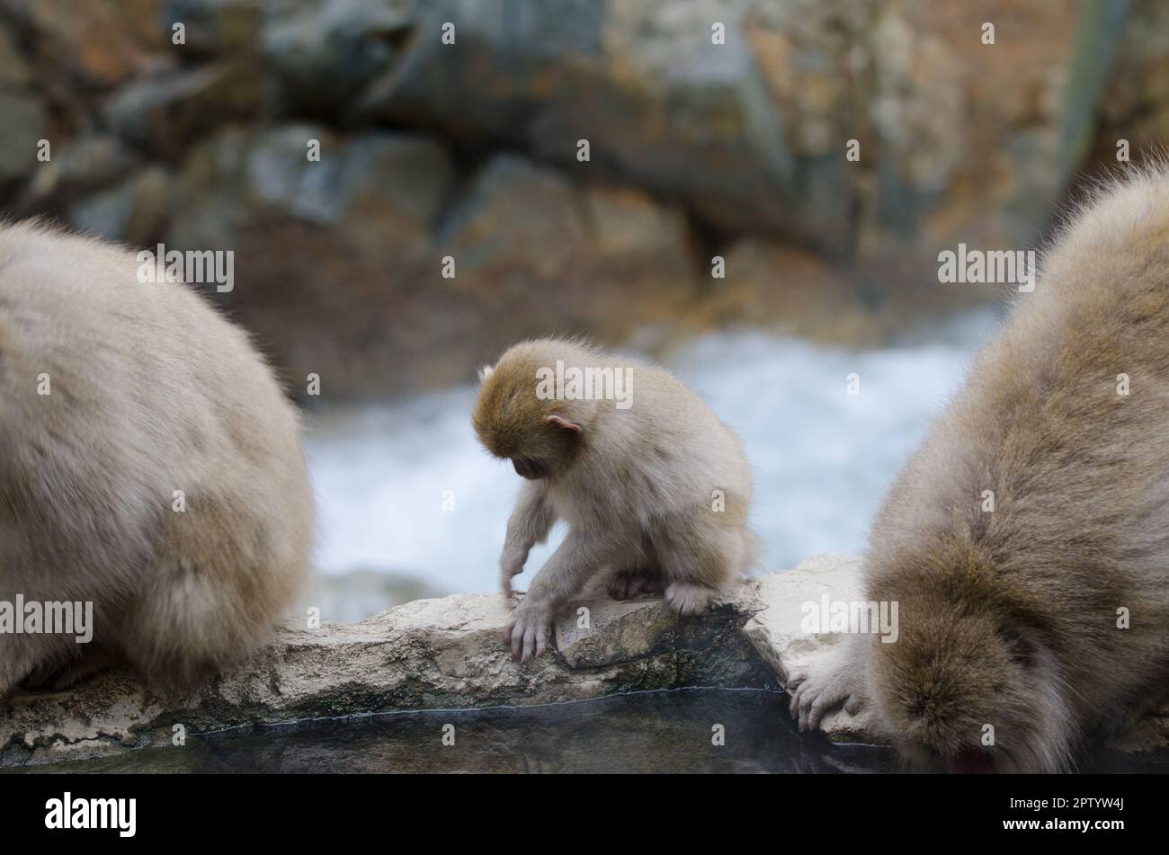 Young Japanese macaque Macaca fuscata. Jigokudani Monkey Park ...