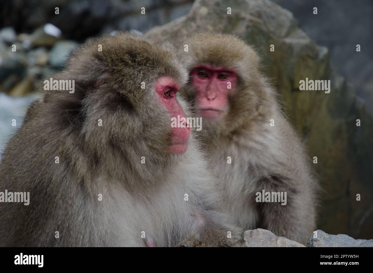 Japanese macaques Macaca fuscata. Jigokudani Monkey Park. Yamanouchi ...