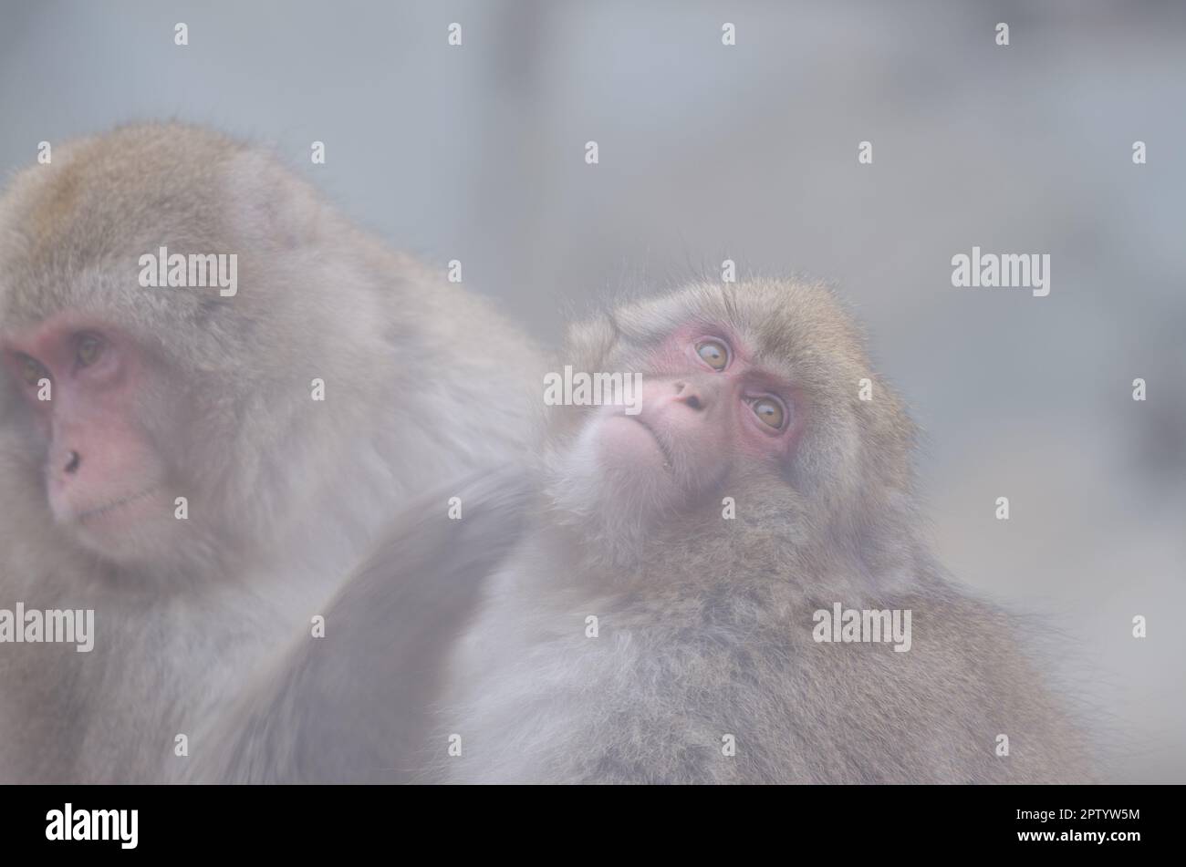 One Japanese macaque Macaca fuscata grooming another. Jigokudani Monkey ...