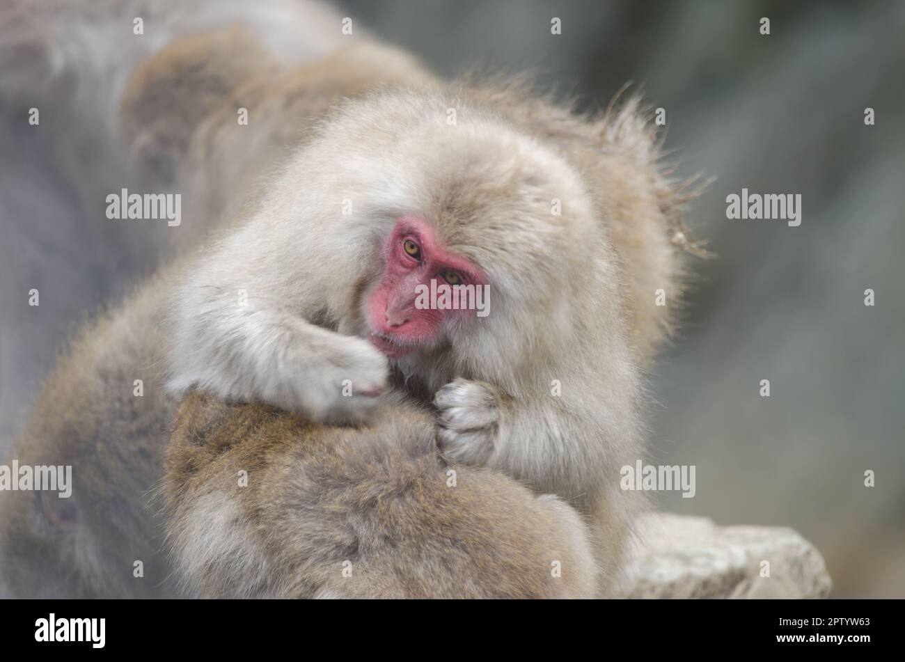 One Japanese macaque Macaca fuscata grooming another. Jigokudani Monkey ...