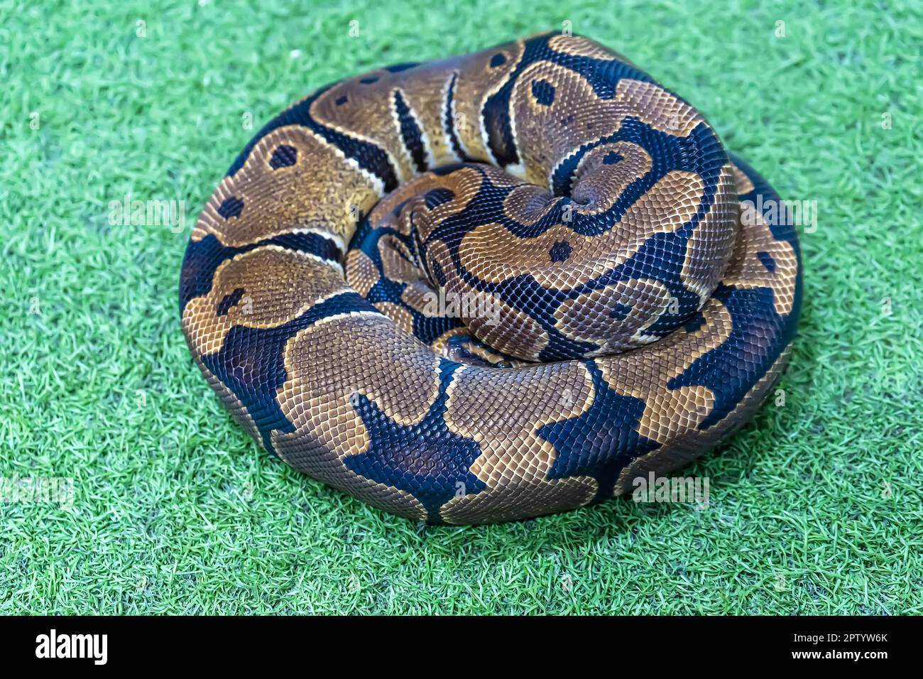 Ball python is a popular pet in Thailand Stock Photo - Alamy