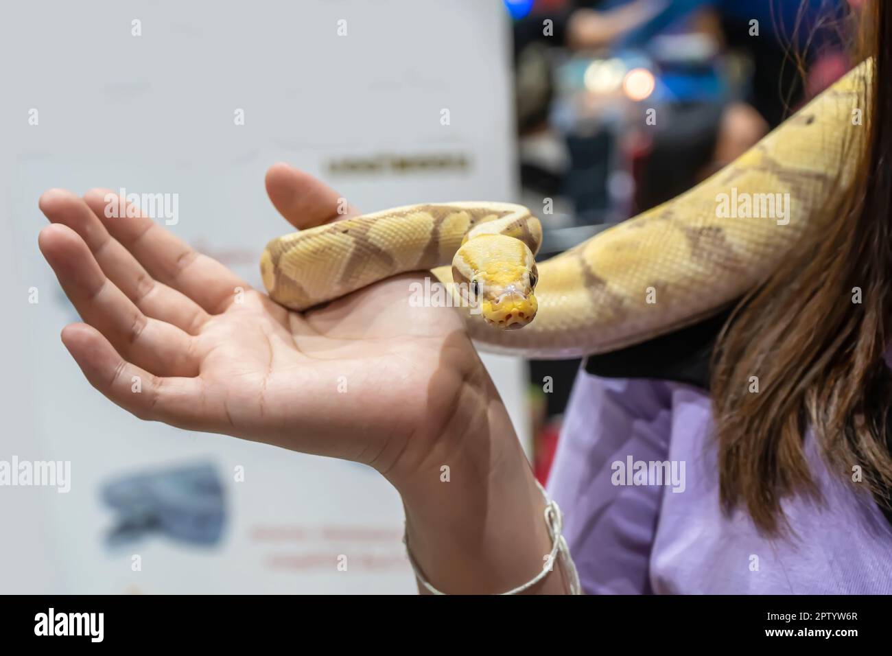 Herpetology in thailand hi-res stock photography and images - Alamy
