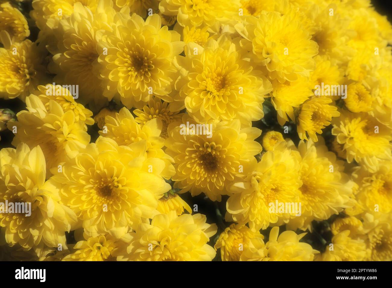 Chrysanthemums of yellow color in a beautiful bouquet. Close-up ...