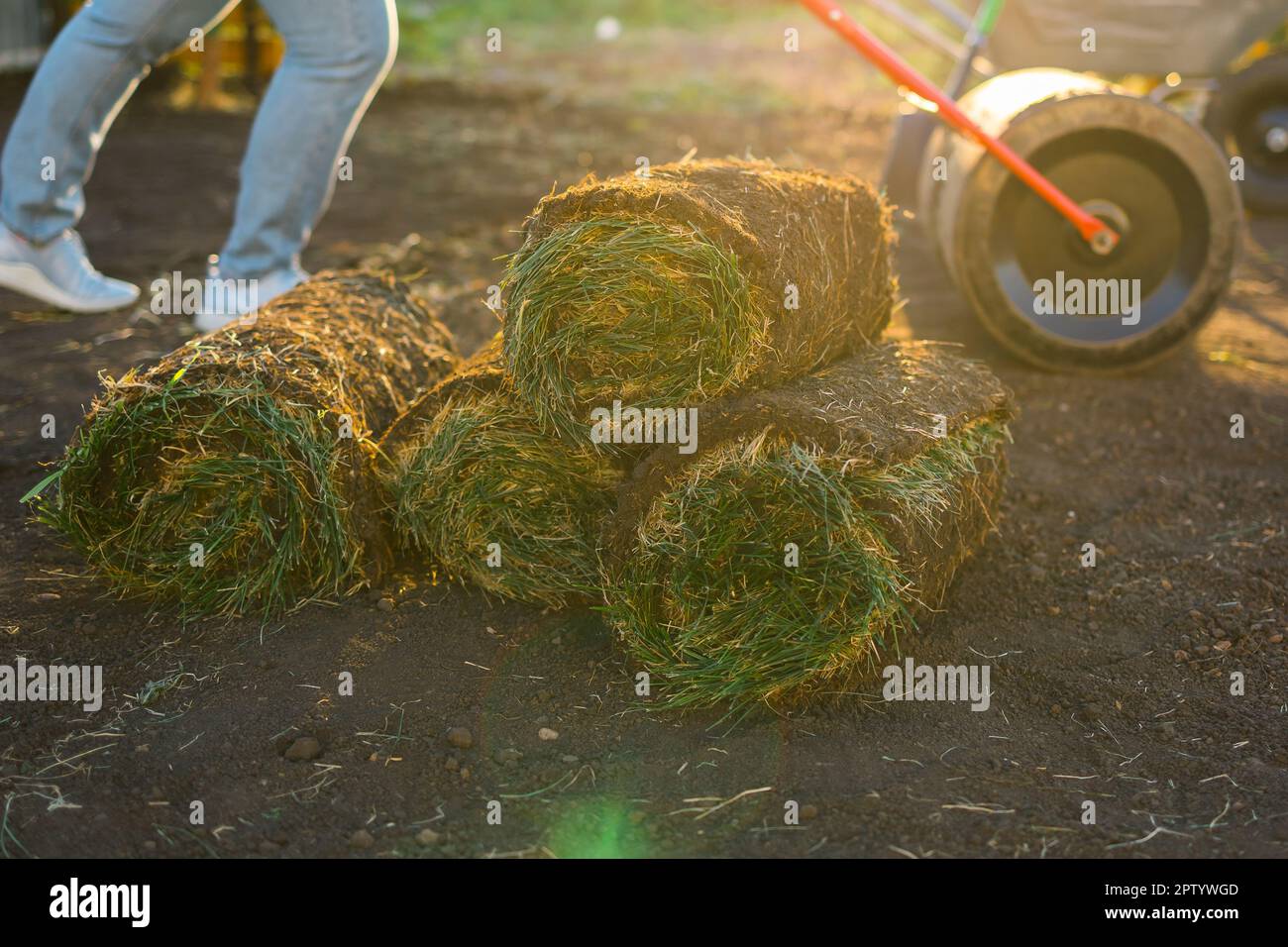 Close up woman laying sod for new garden lawn - turf laying Stock Photo ...