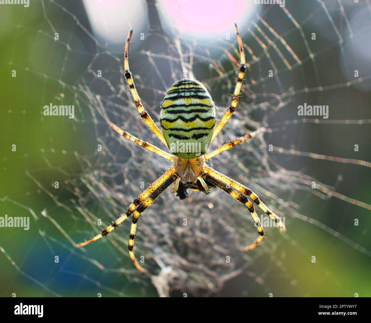 The wasp spider became spider of the year in 2001. On a meadow in the ...