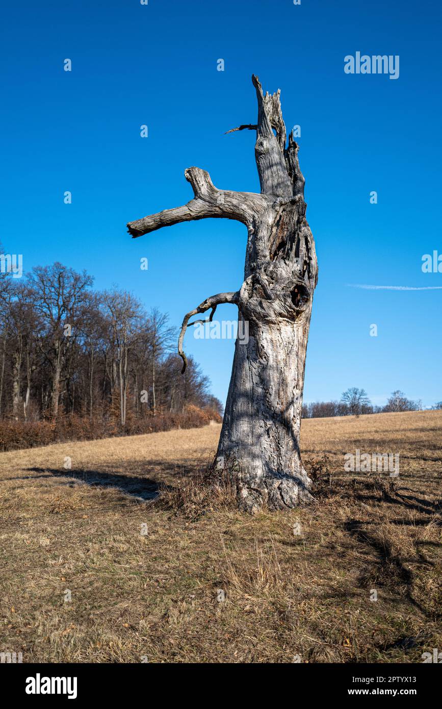 Old dead tree Stock Photo - Alamy