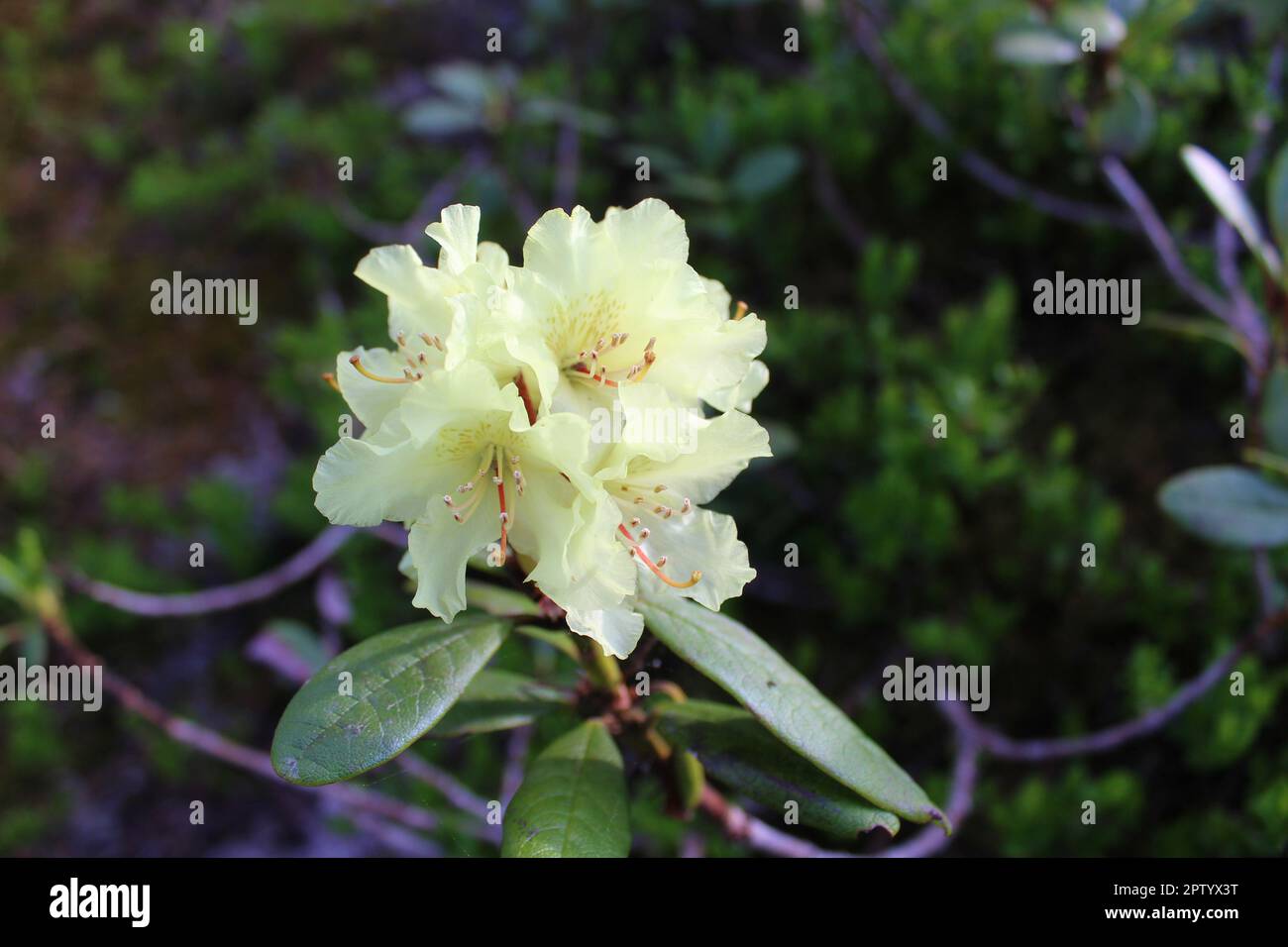 Blooming shoot of Rhododendron aureum in Siberian mountains. evergreen ...