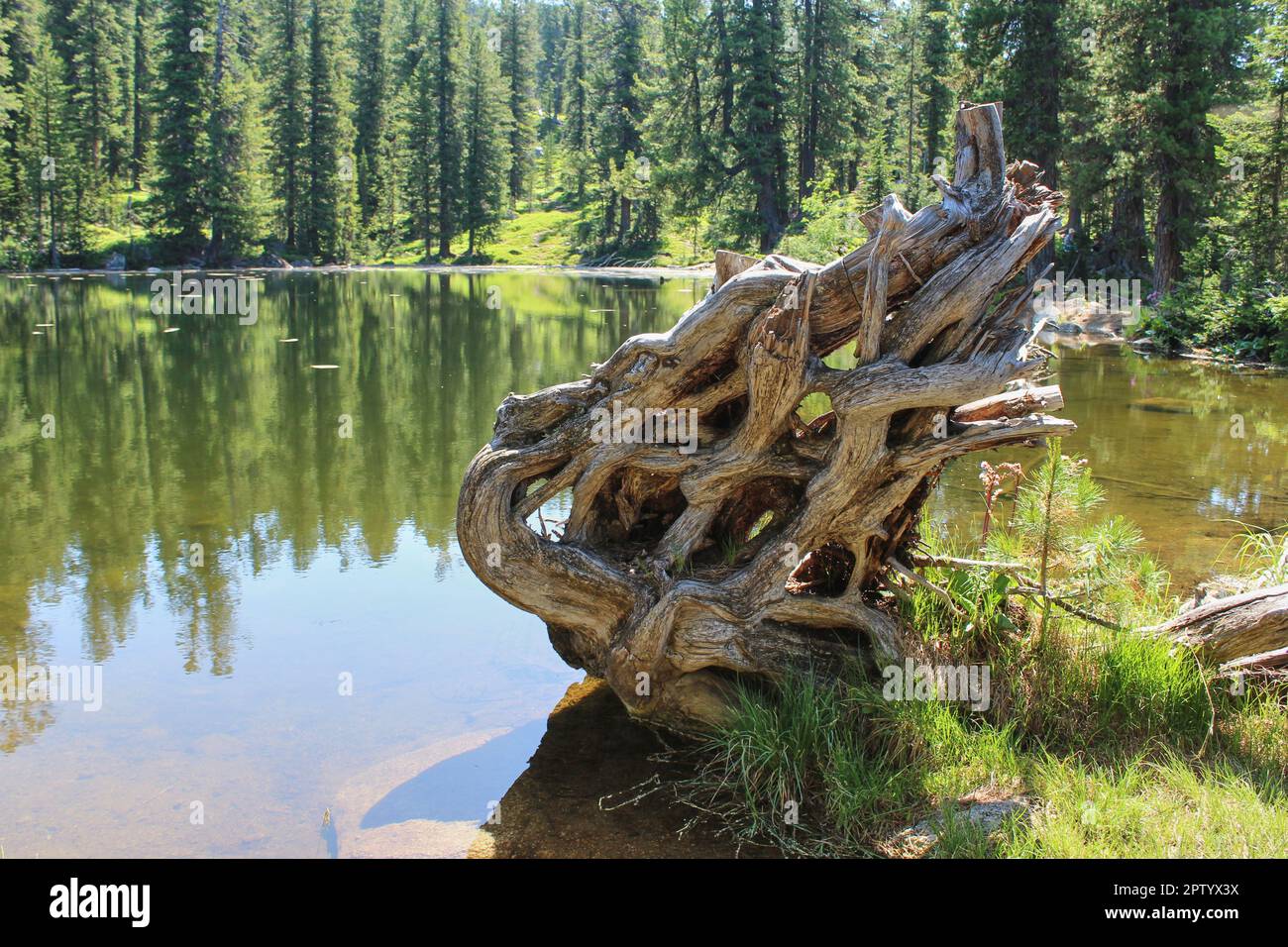 Curved roots of a fallen dry tree on the shore of a pond in a cedar ...