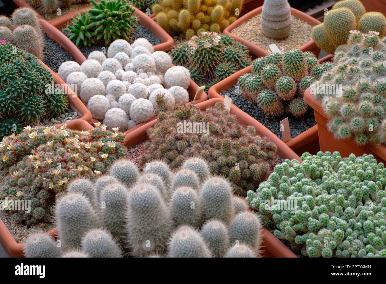 Big group of assorted potted cactuses, various shapes, sizes and ...