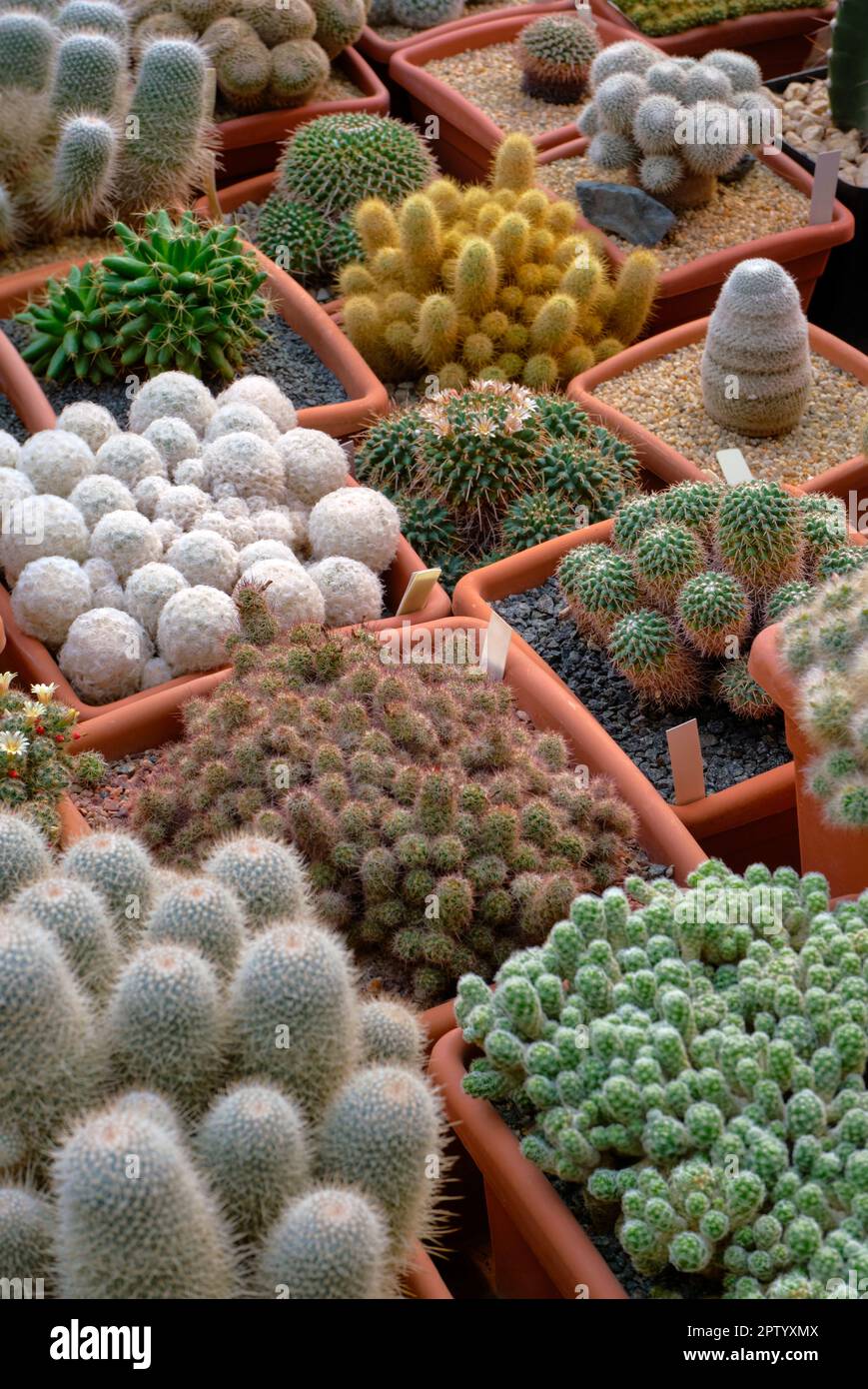 Big group of assorted potted cactuses, various shapes, sizes and ...
