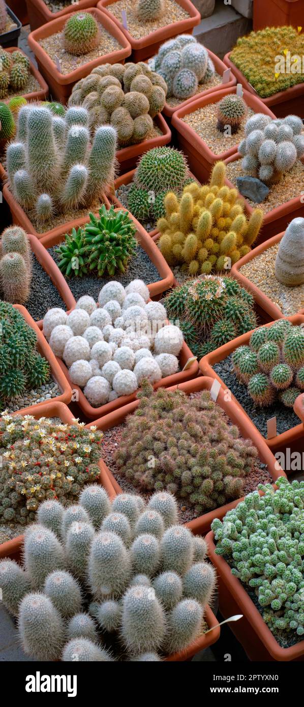 Big group of assorted potted cactuses, various shapes, sizes and ...