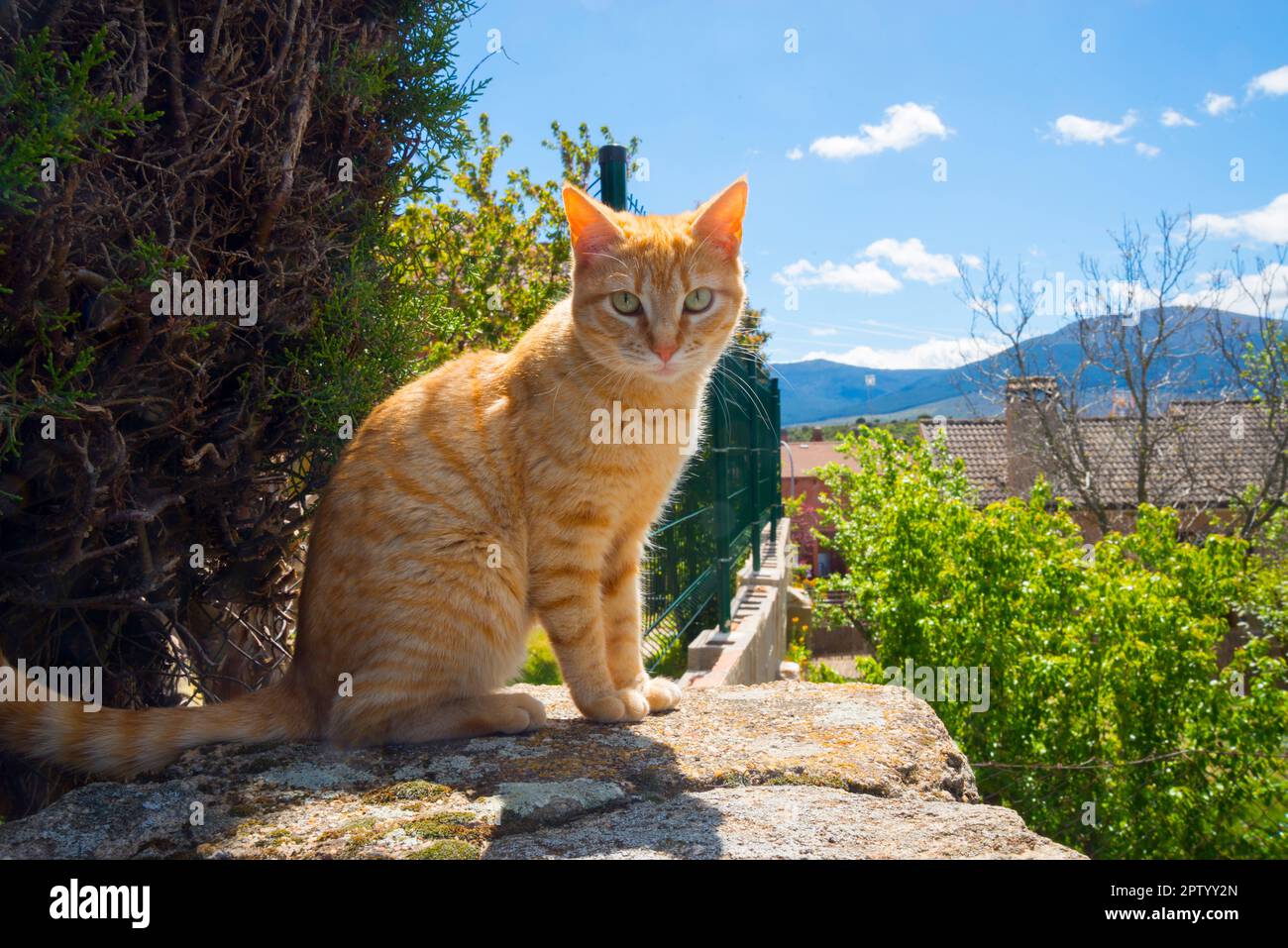 Tabby cat sitting Stock Photo - Alamy
