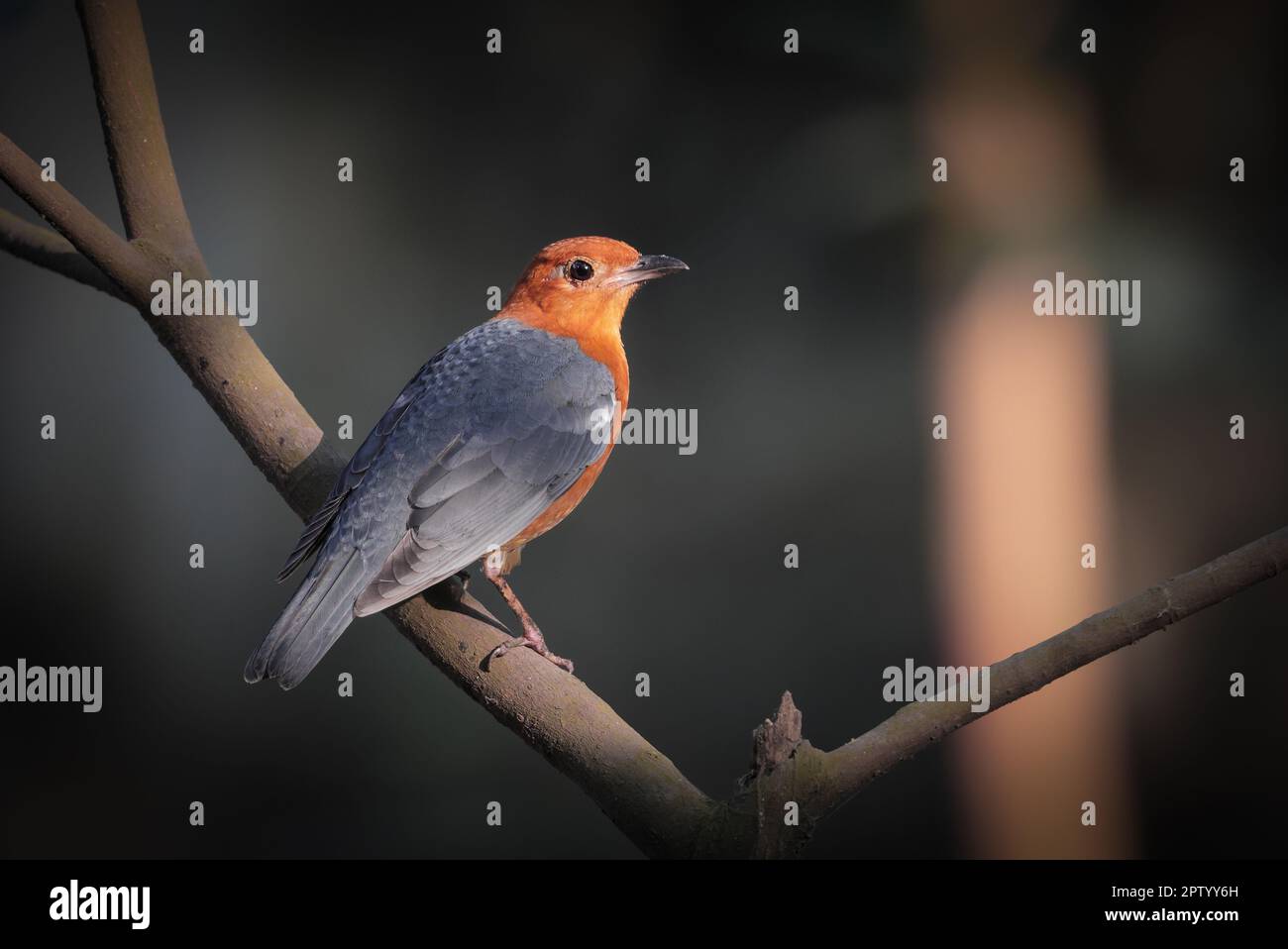 orange-headed thrush is a bird in the thrush family. It is common in ...