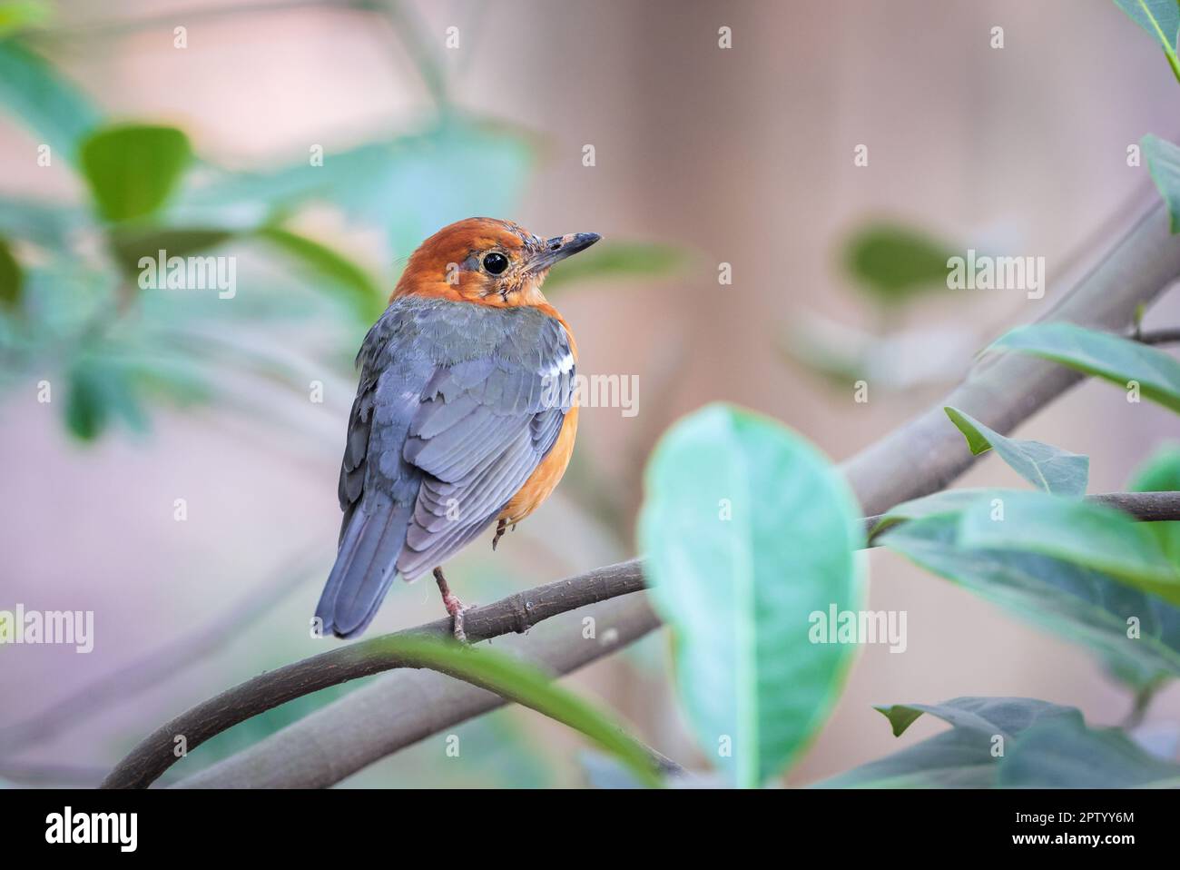 orange-headed thrush is a bird in the thrush family. It is common in ...