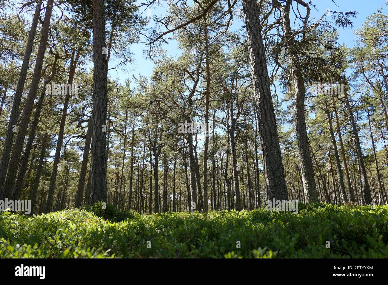 Forest ground low angle hi-res stock photography and images - Alamy