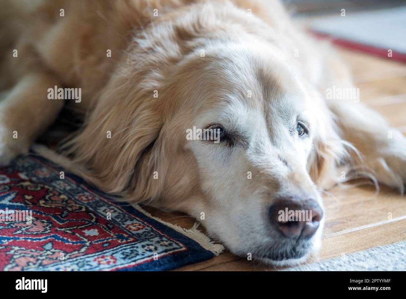 Senior golden retriever hi-res stock photography and images - Alamy