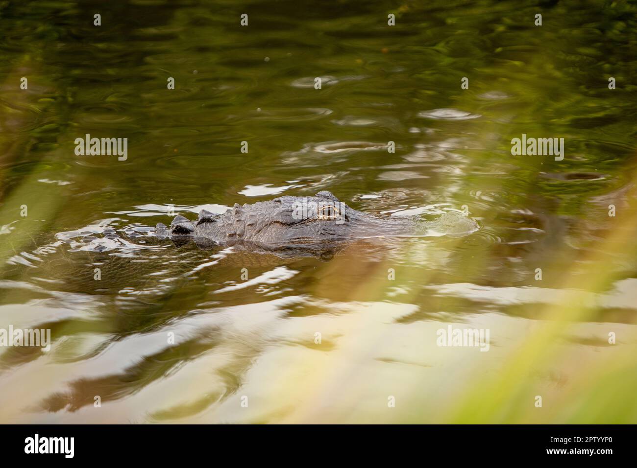 Alligator Floating by silently in the water Stock Photo - Alamy