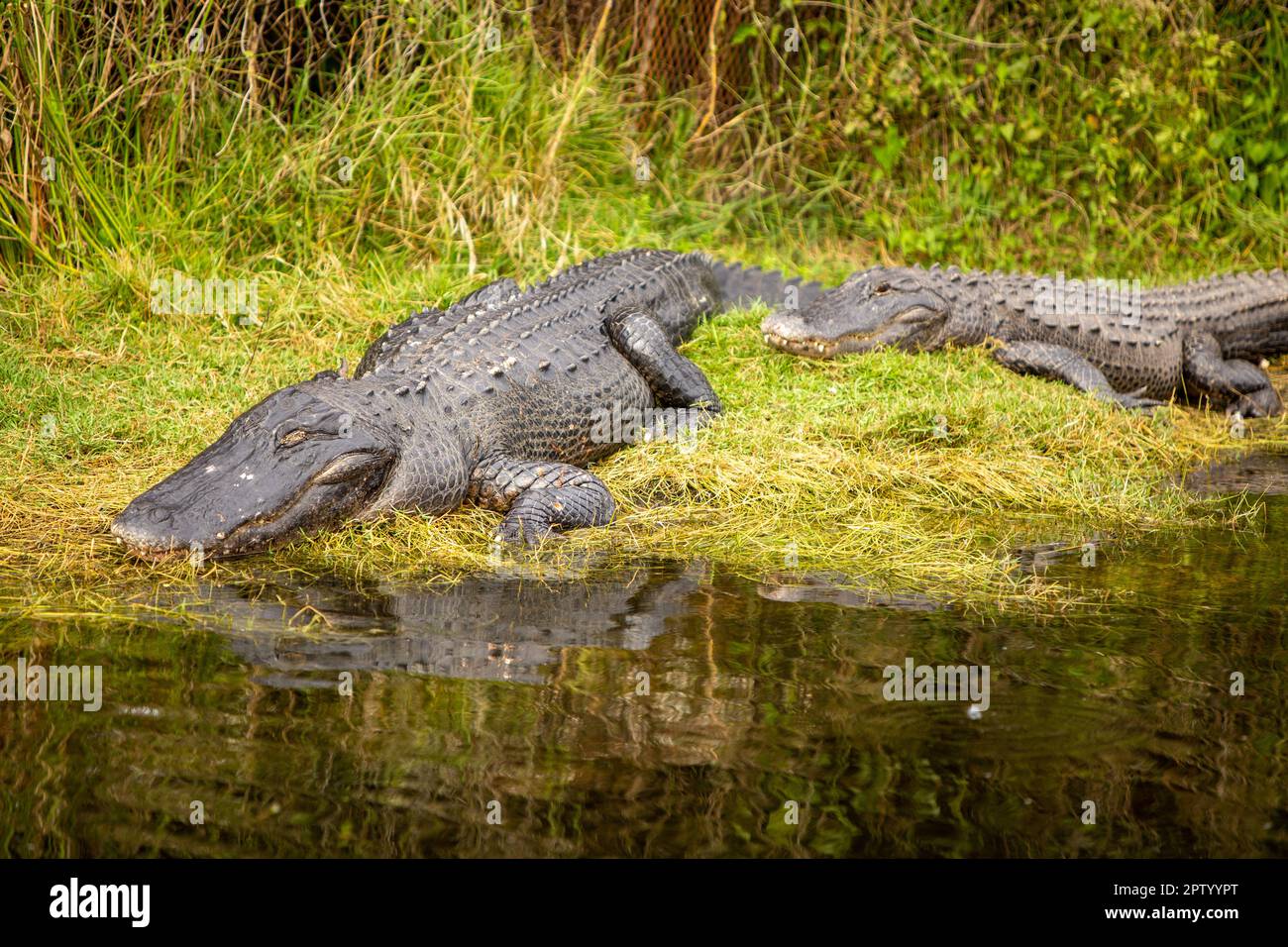 sleeping alligator on Land in the everglades Stock Photo - Alamy