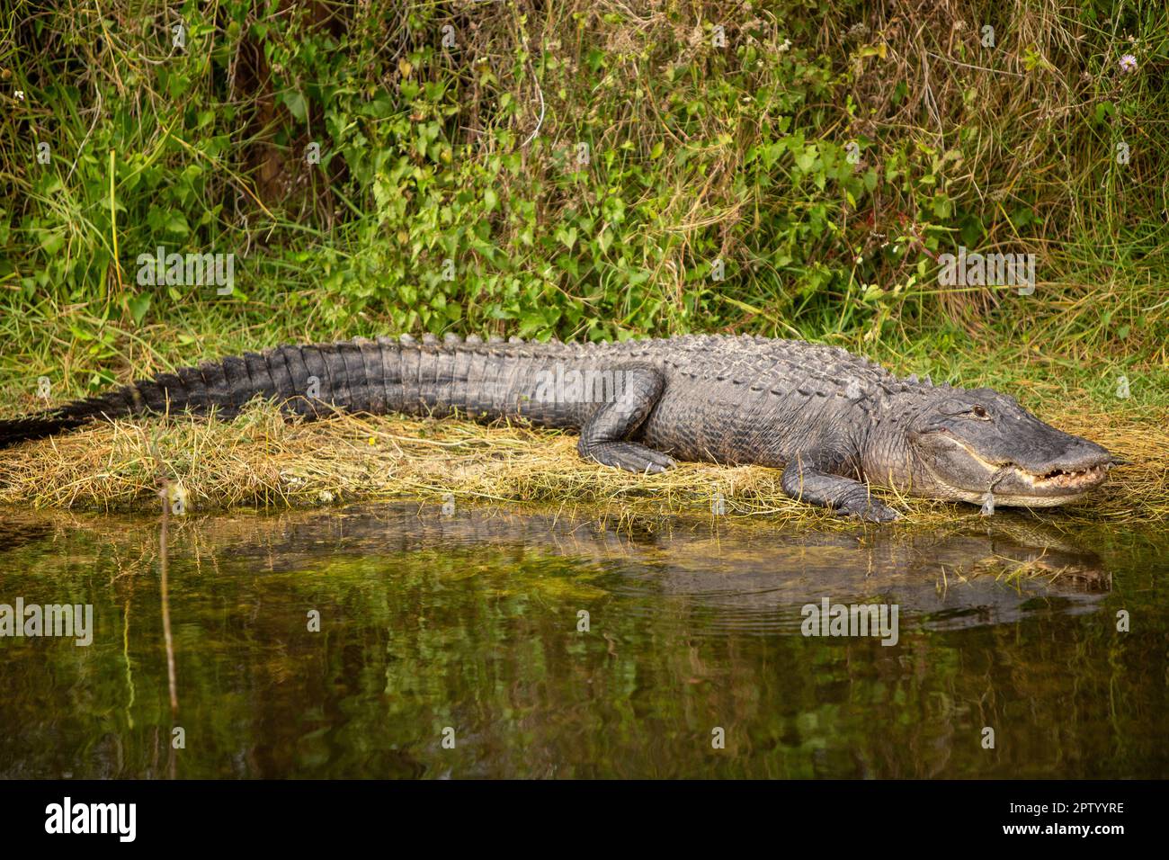 Gator meal hi-res stock photography and images - Alamy