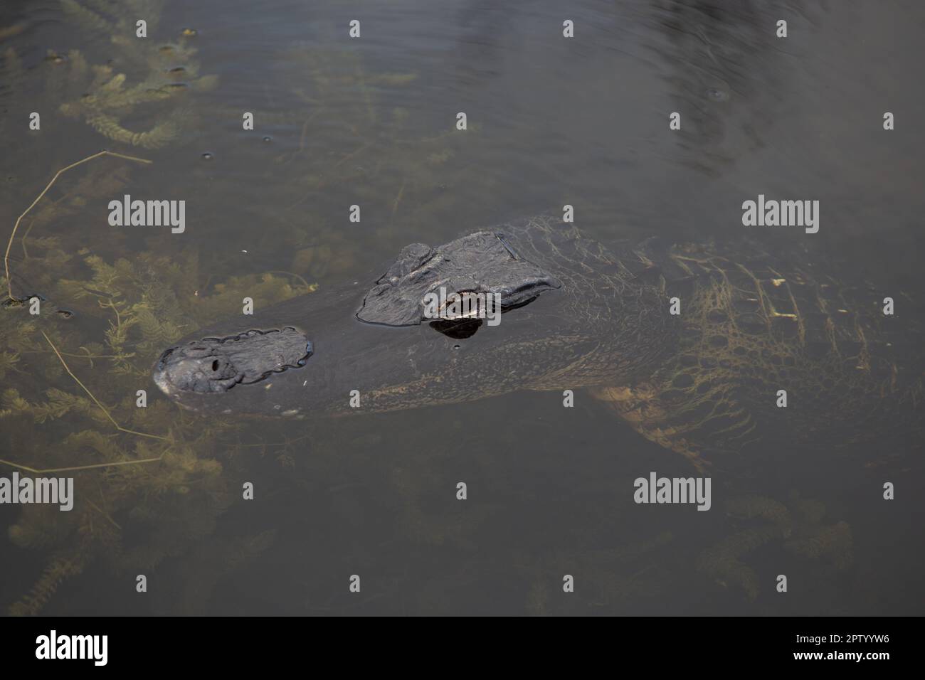 Alligator Floating By in stealth mode Stock Photo - Alamy