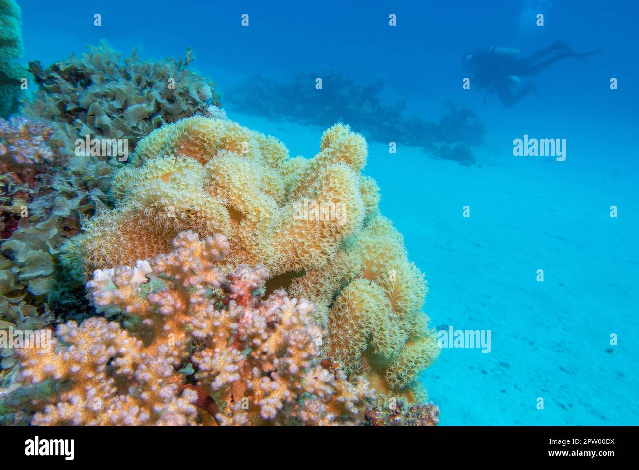 Colorful, picturesque coral reef at the bottom of tropical sea, great ...