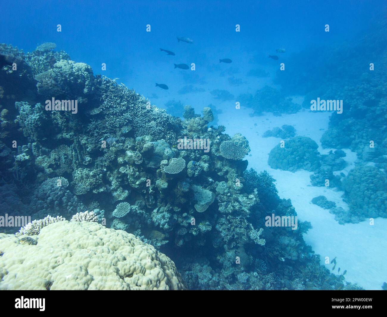 Colorful coral reef at the bottom of tropical sea, hard corals ...