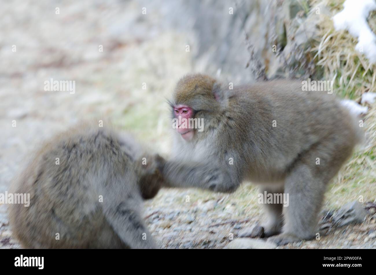 Young Japanese macaques Macaca fuscata playing. Jigokudani Monkey Park ...
