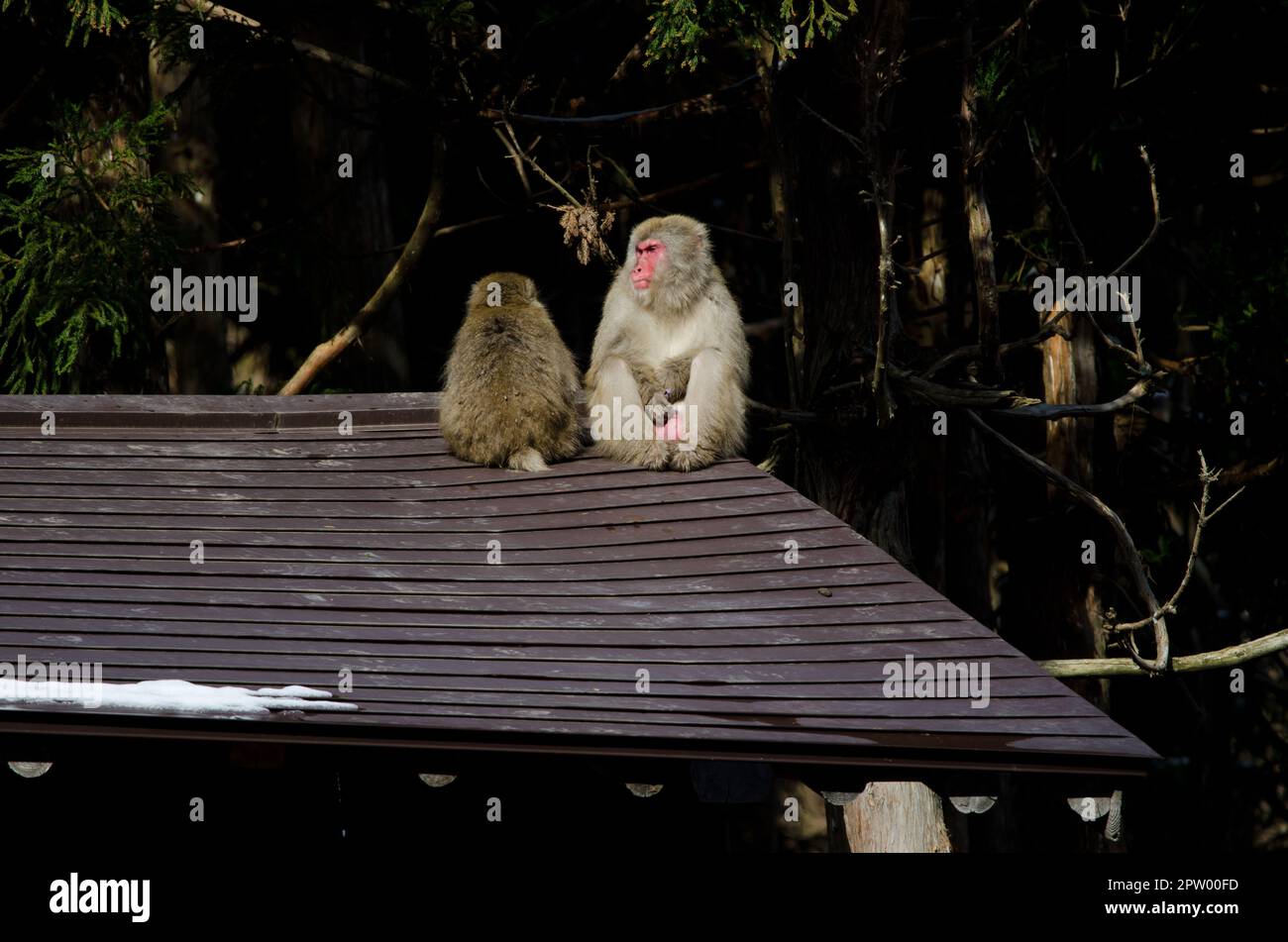 Pair of Japanese macaques Macaca fuscata on a roof. Jigokudani Monkey ...