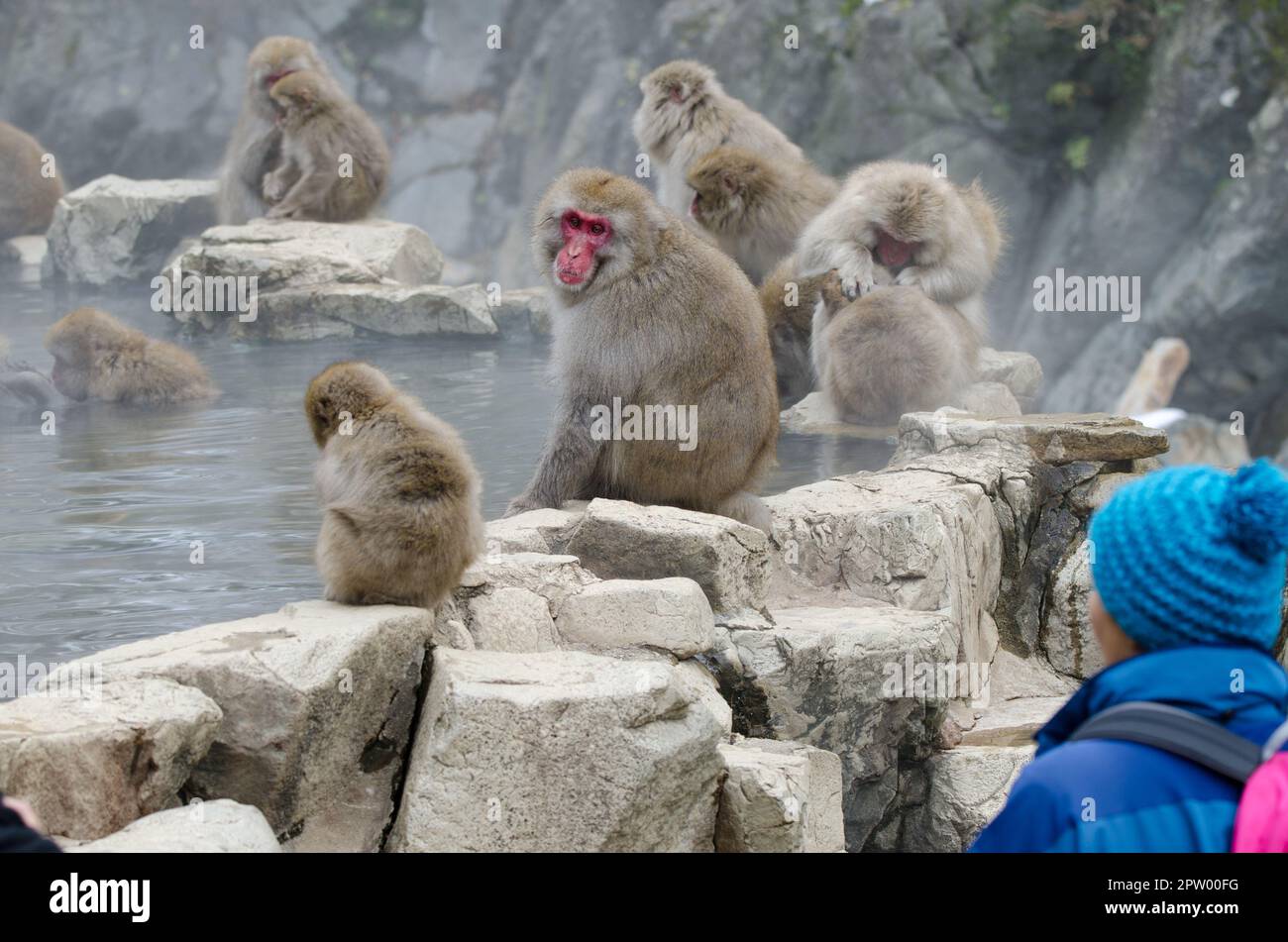 Person looking at Japanese macaques Macaca fuscata. Jigokudani Monkey ...