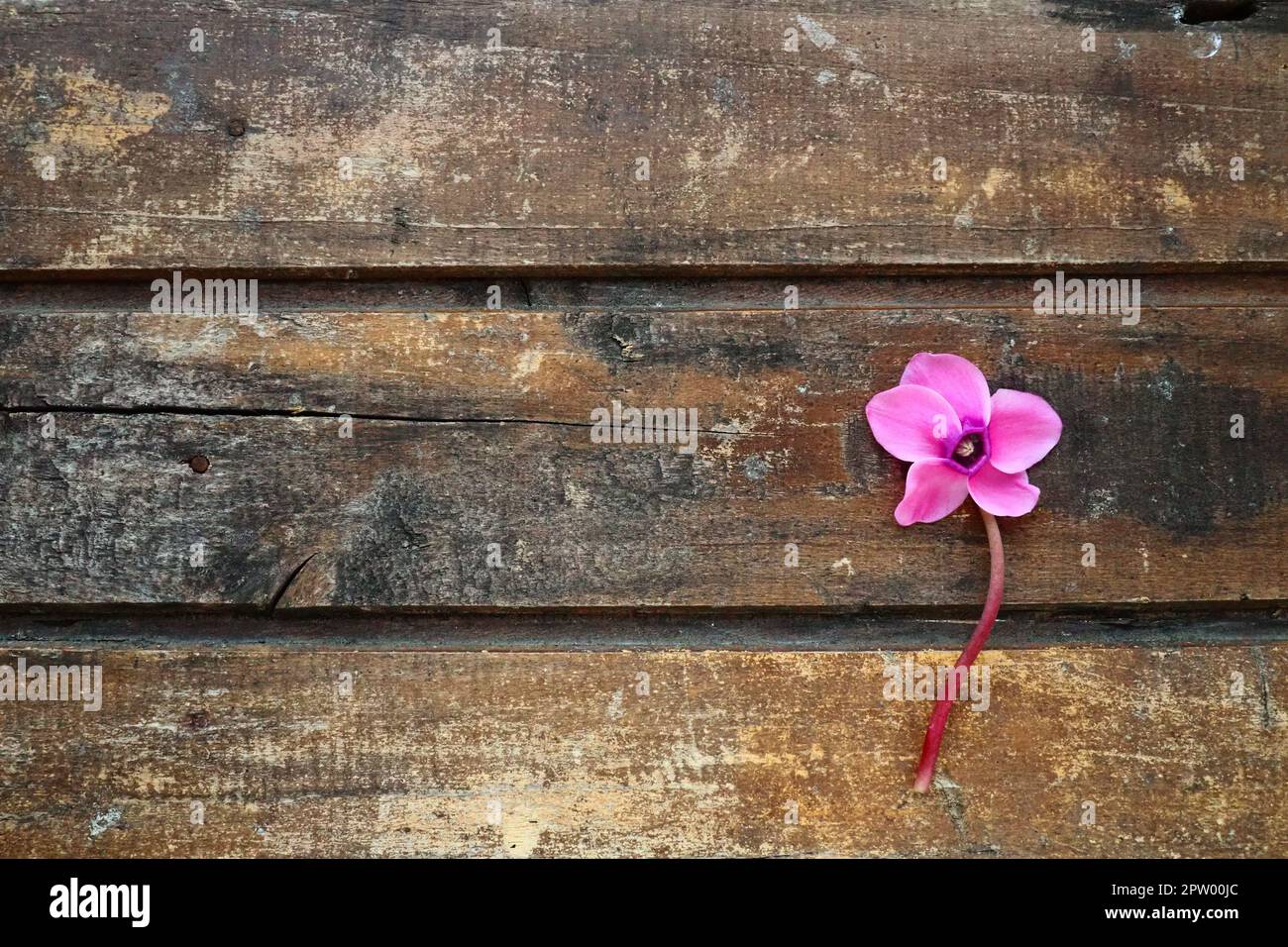 Cyclamen flower side view on shabby wooden background. One flower with ...