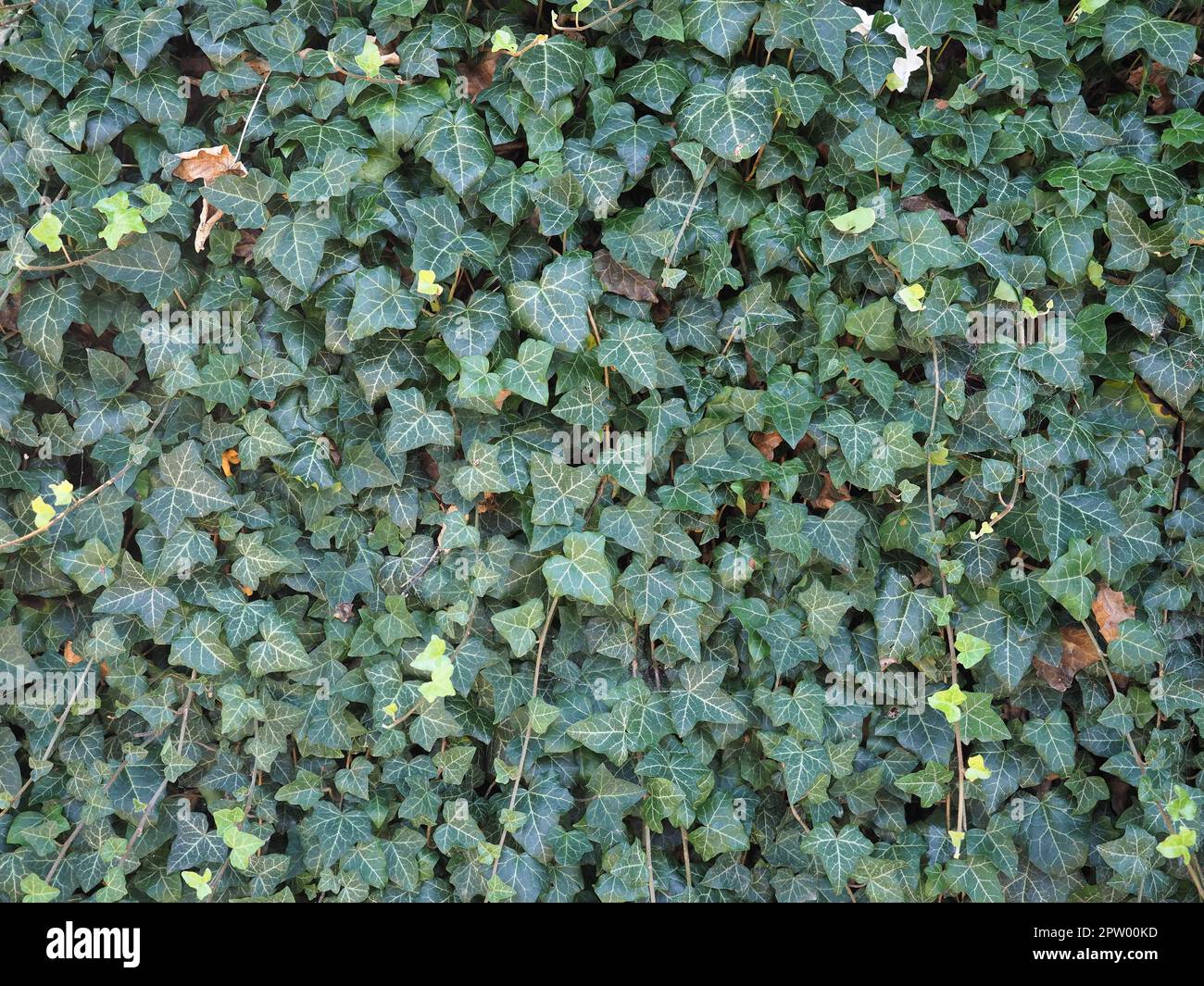 ivy scientific name Hedera plant useful as a background Stock Photo - Alamy