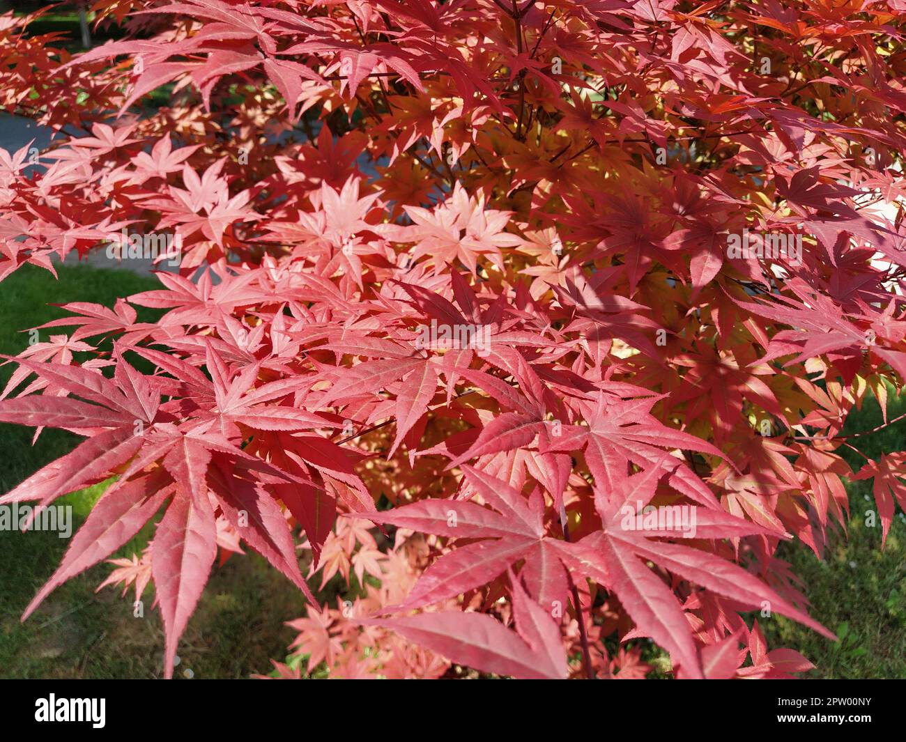 Maple palmate, or Maple palmate Acer palmatum. A species of trees of ...