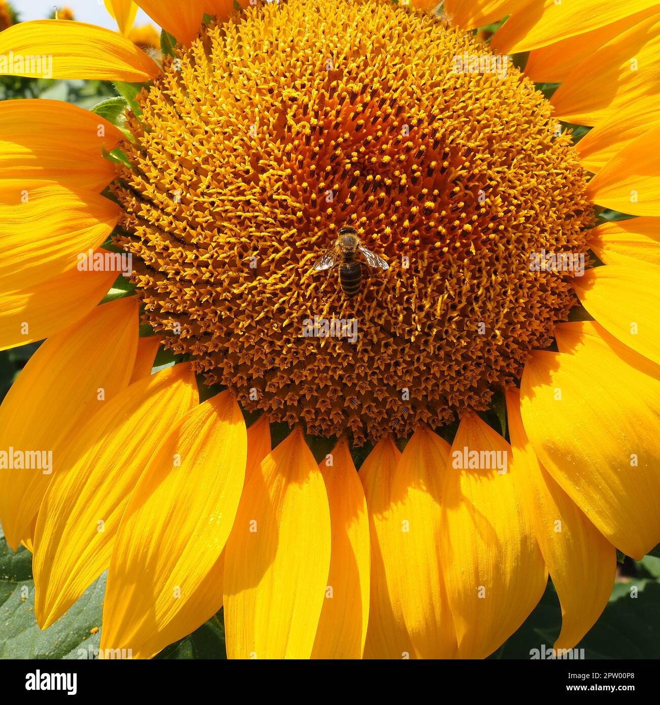 The Helianthus sunflower is a genus of plants in the Asteraceae family ...